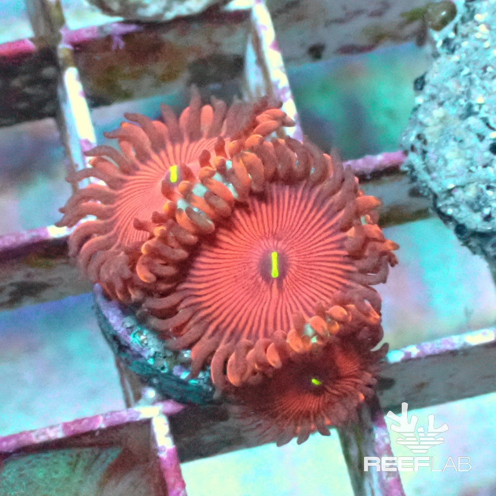 Palythoa "Red People Eater" | ReefLab