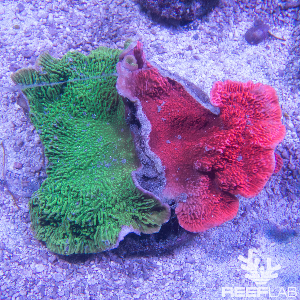 Montipora spp XL | ReefLab