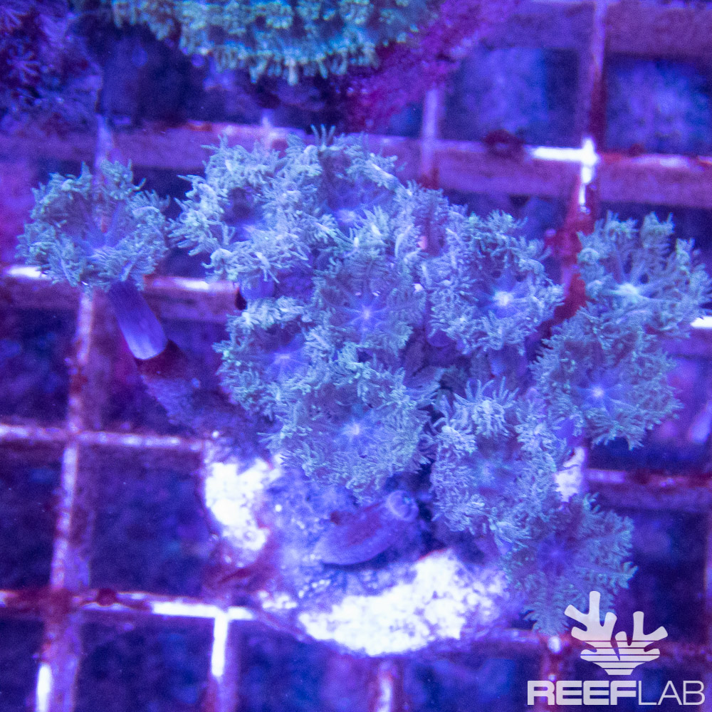 Anthelia spp | ReefLab