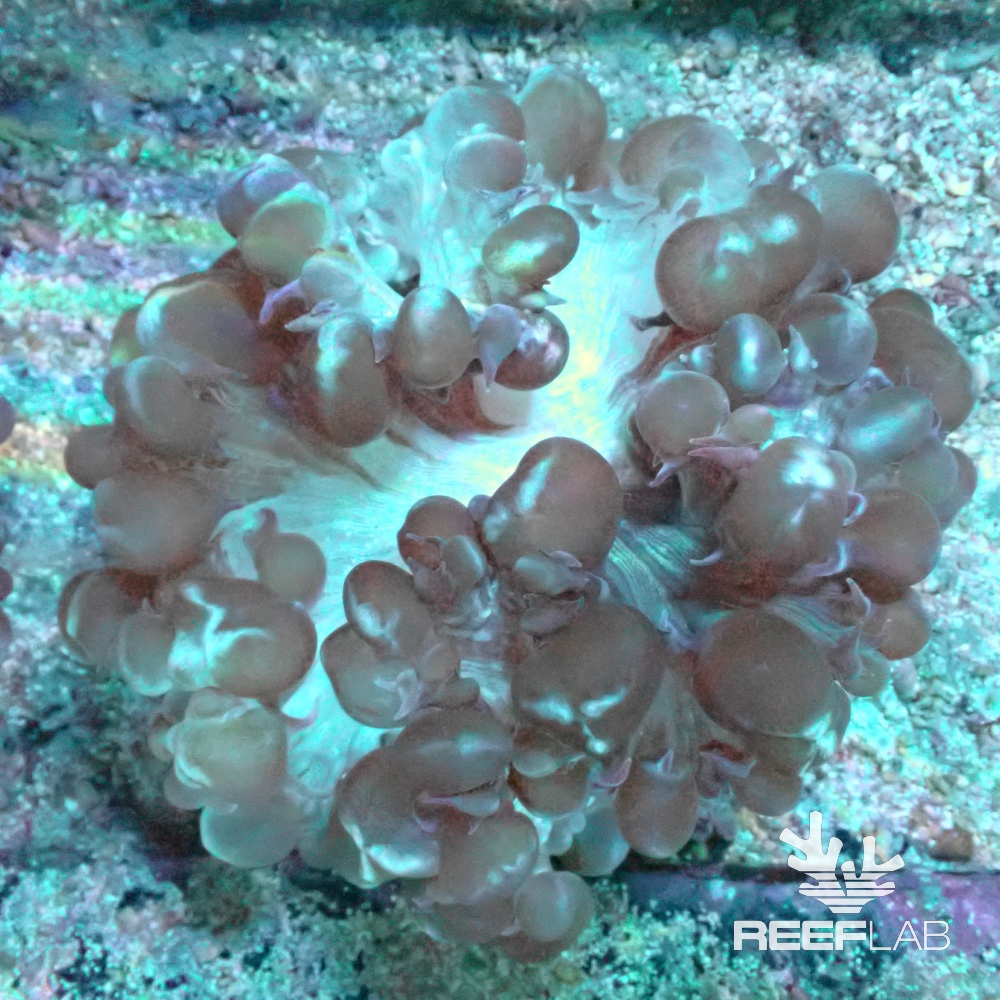 Plerogyra sinuosa XL | ReefLab