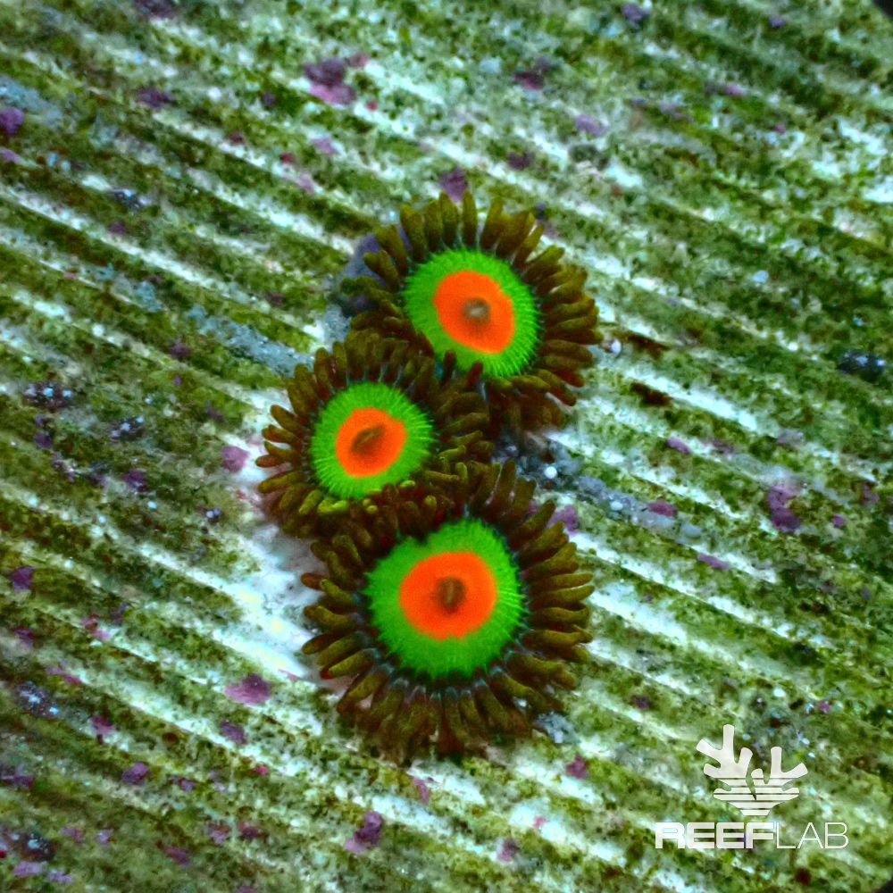 Zoanthus "Rasta" | ReefLab