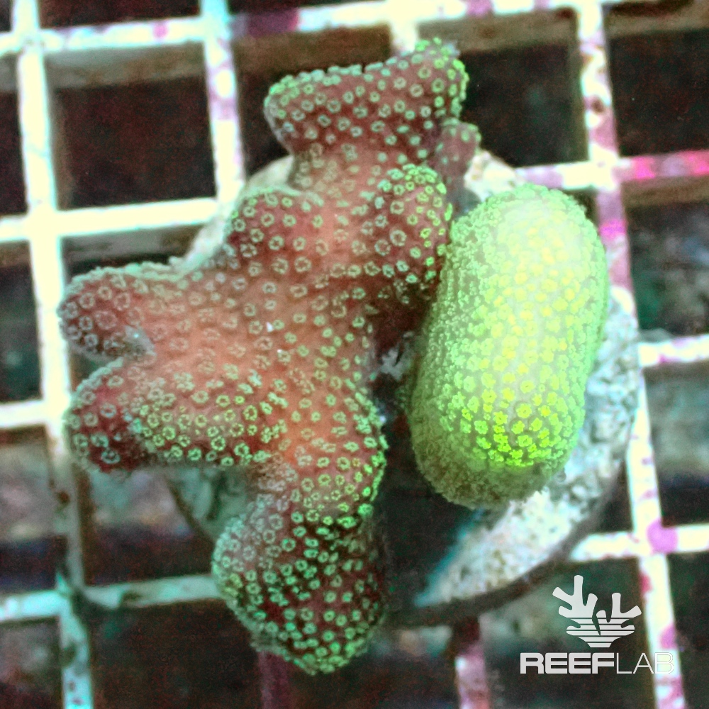 Stylophora spp | ReefLab