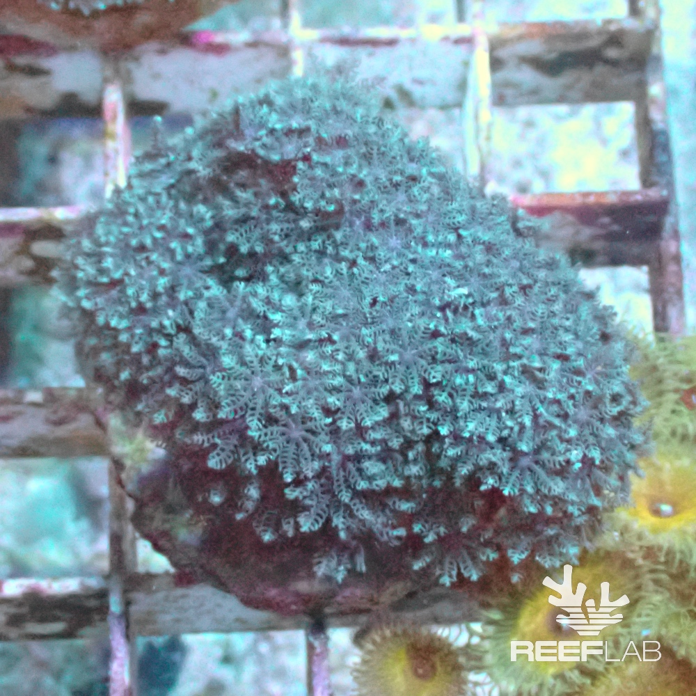 Sansibia azzurra | ReefLab