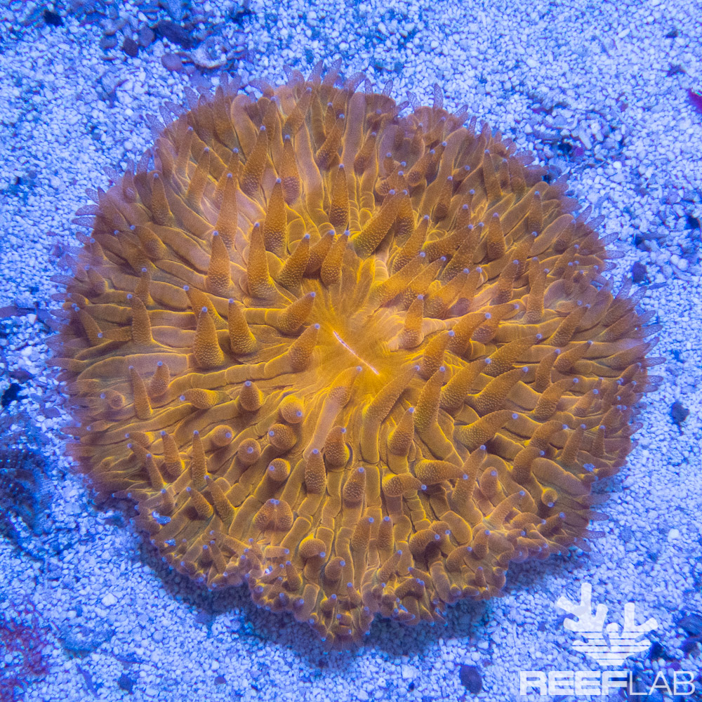 Fungia spp | ReefLab
