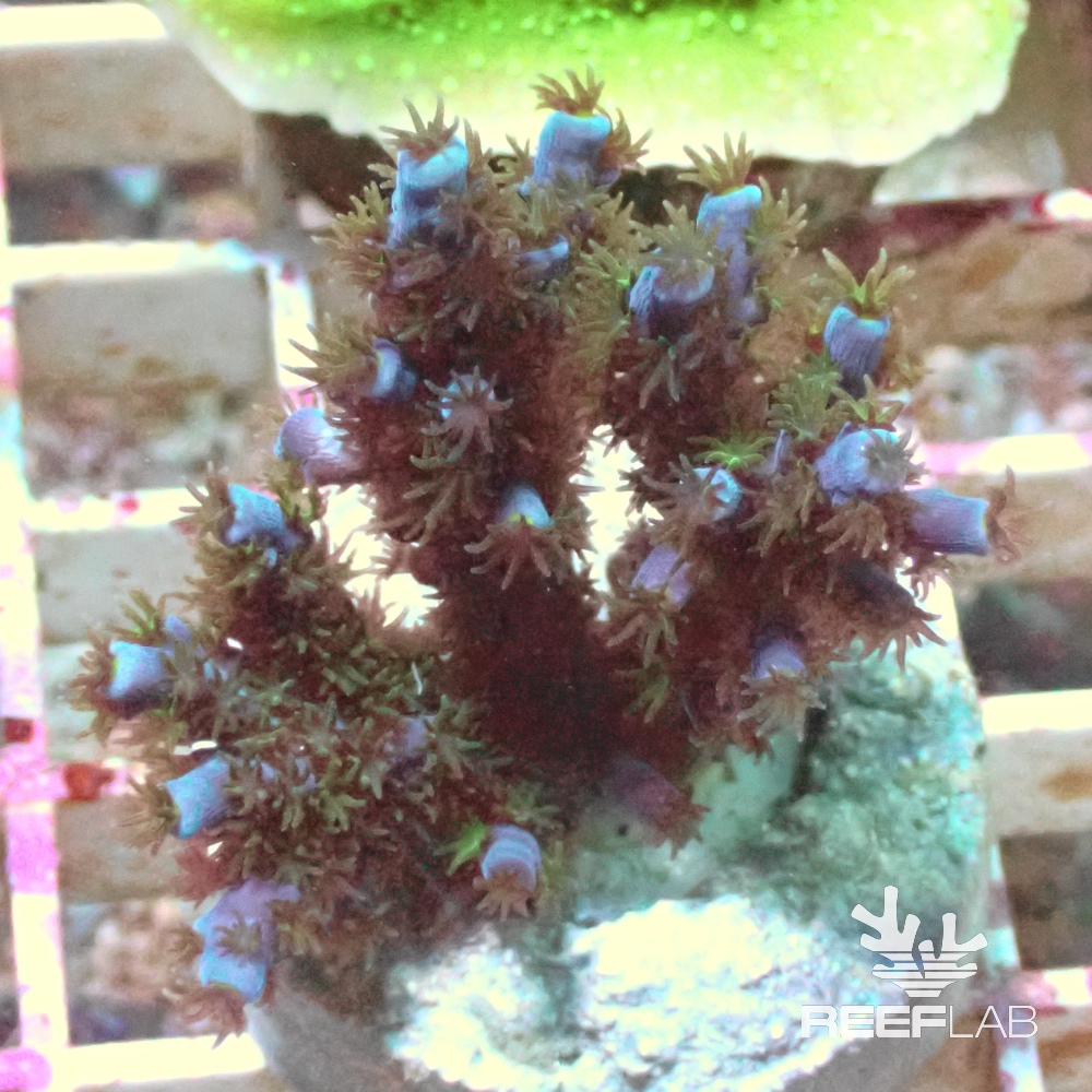 Acropora spp | ReefLab