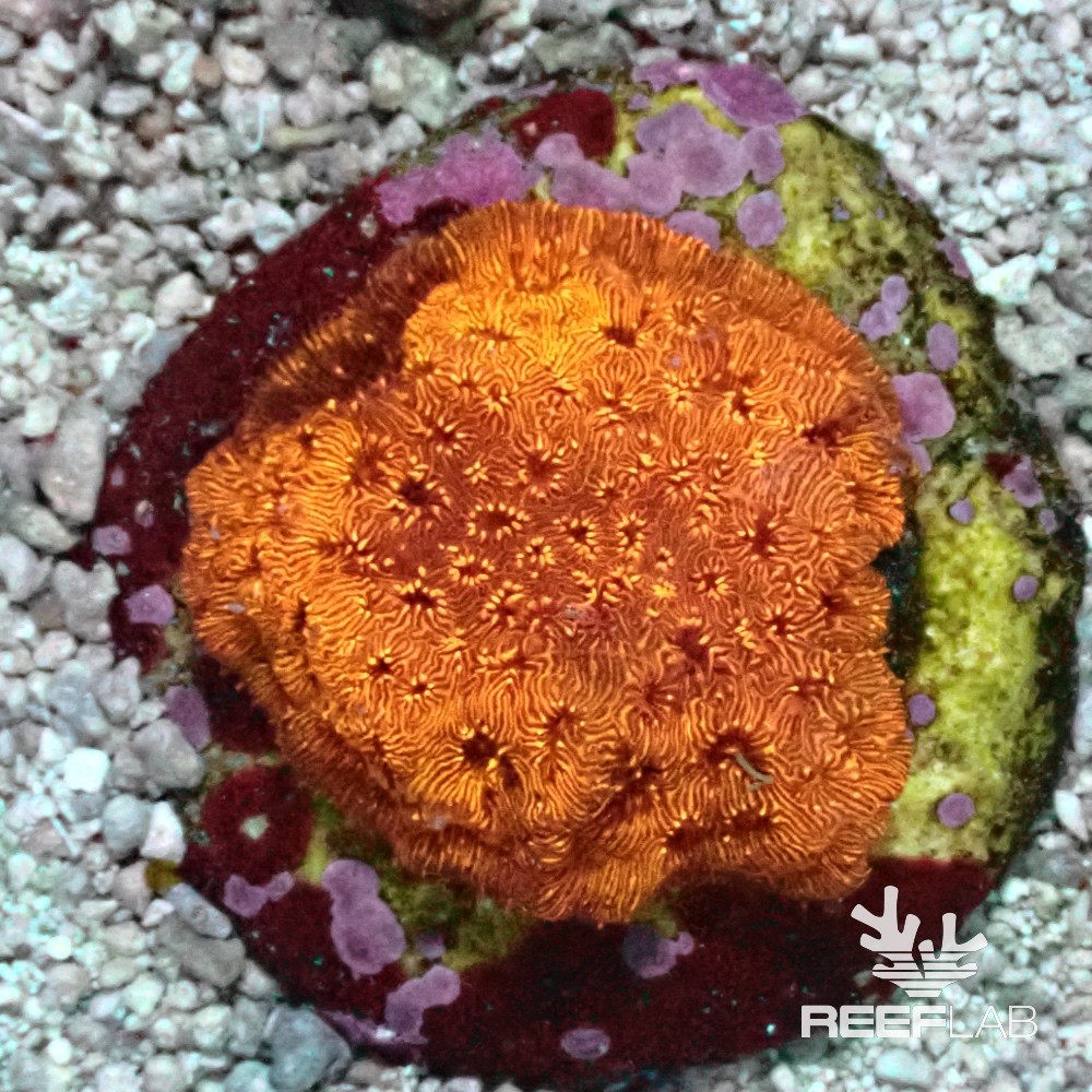 Pavona spp | ReefLab