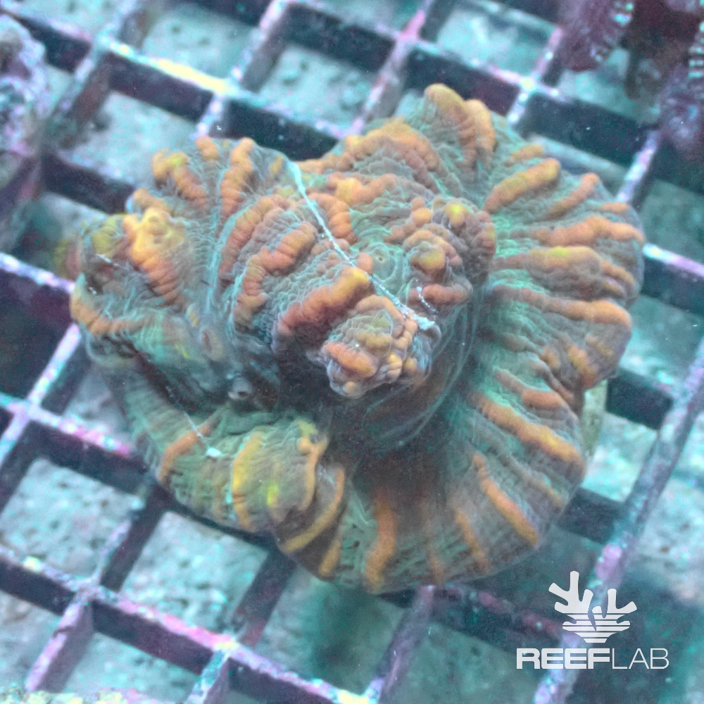 Pectinia spp | ReefLab