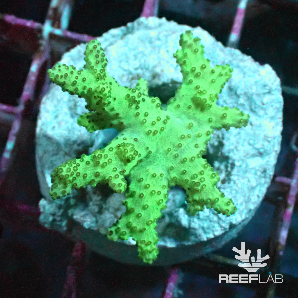 Sinularia spp | ReefLab
