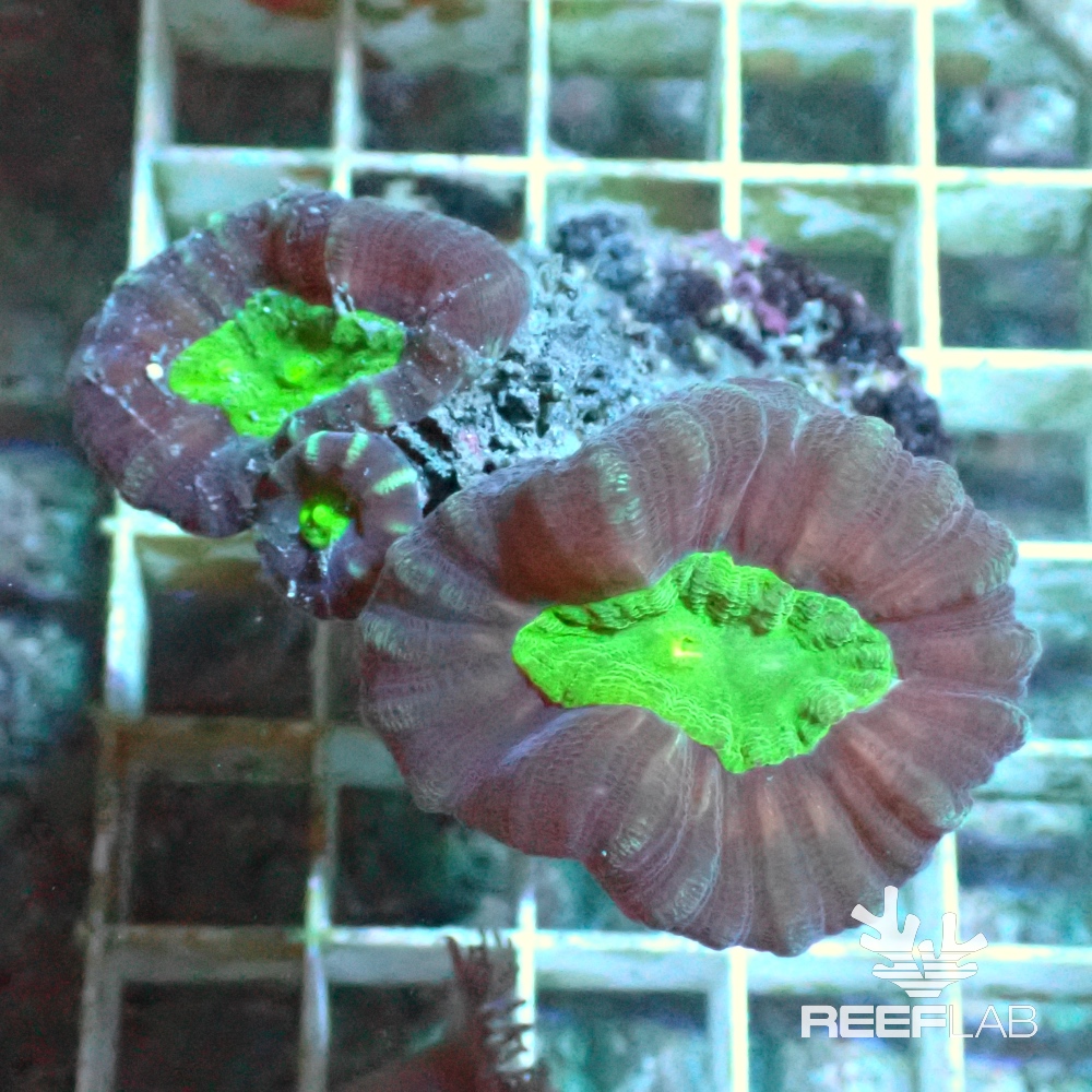 Caulastrea spp | ReefLab