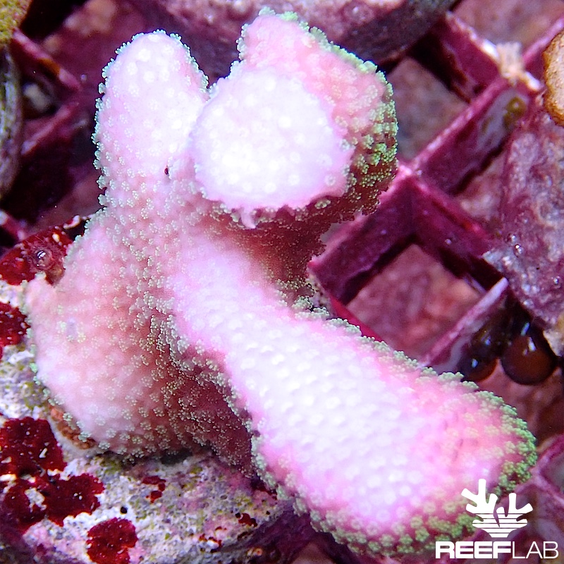 Stylophora pistillata | ReefLab