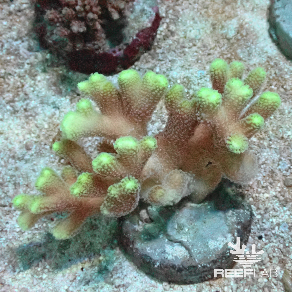 Seriatopora caliendrum | ReefLab