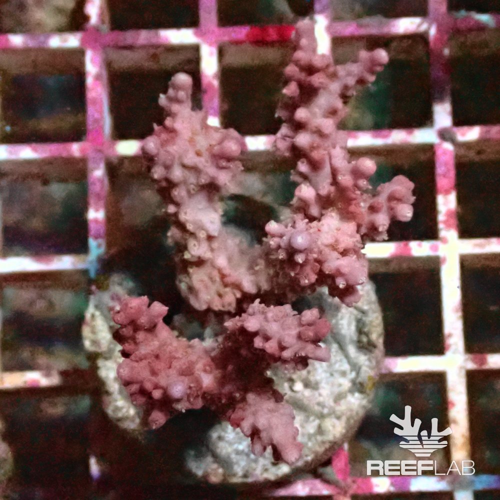 Acropora microclados | ReefLab