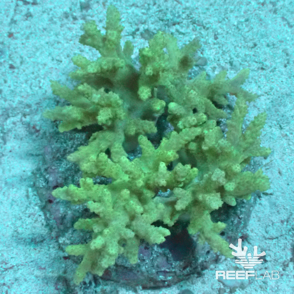Sinularia spp | ReefLab