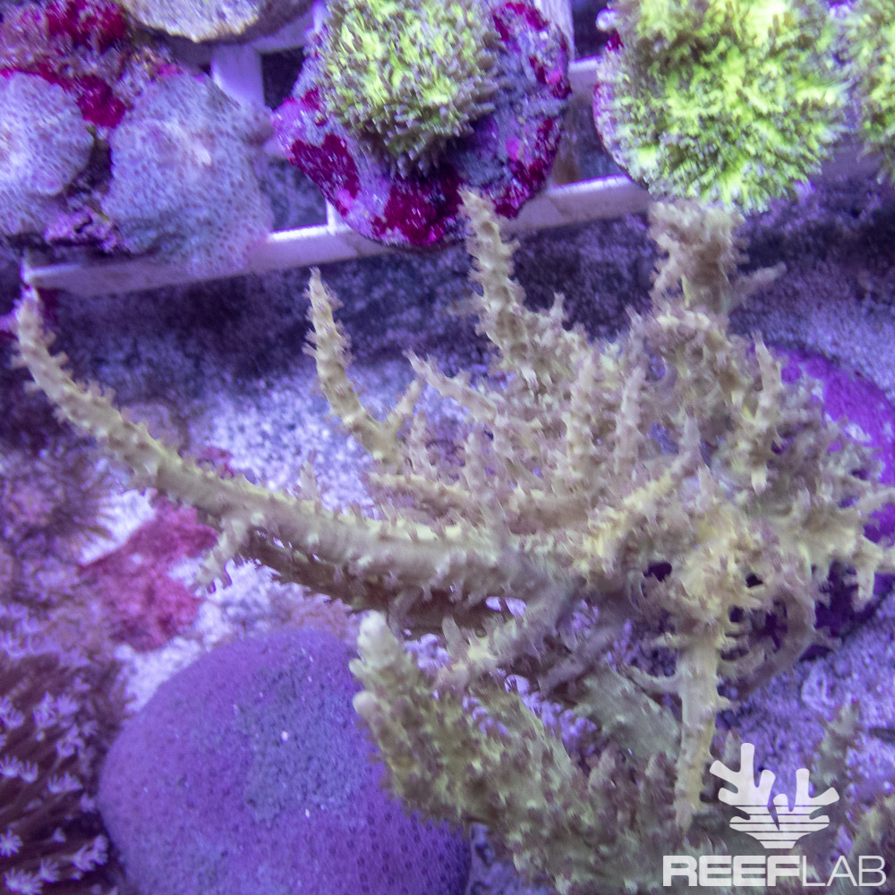 Sinularia spp verde | ReefLab