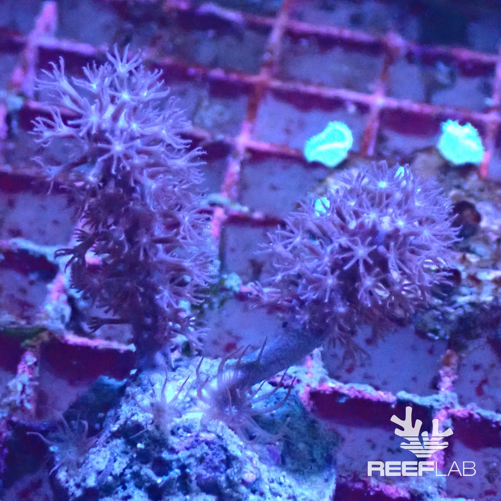 Pterogorgia spp | ReefLab