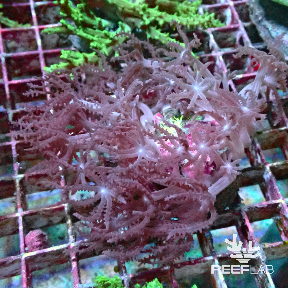 Anthelia spp | ReefLab