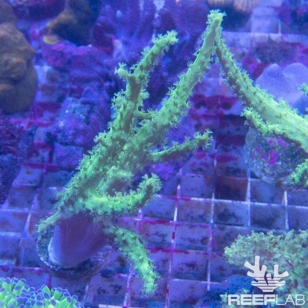 Sinularia spp "shocking green" | ReefLab