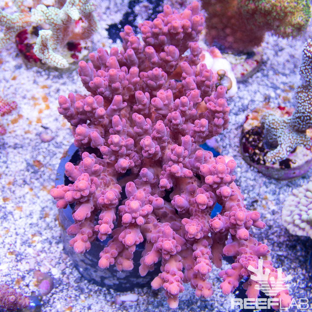 Vendita Coralli Online - ReefLab