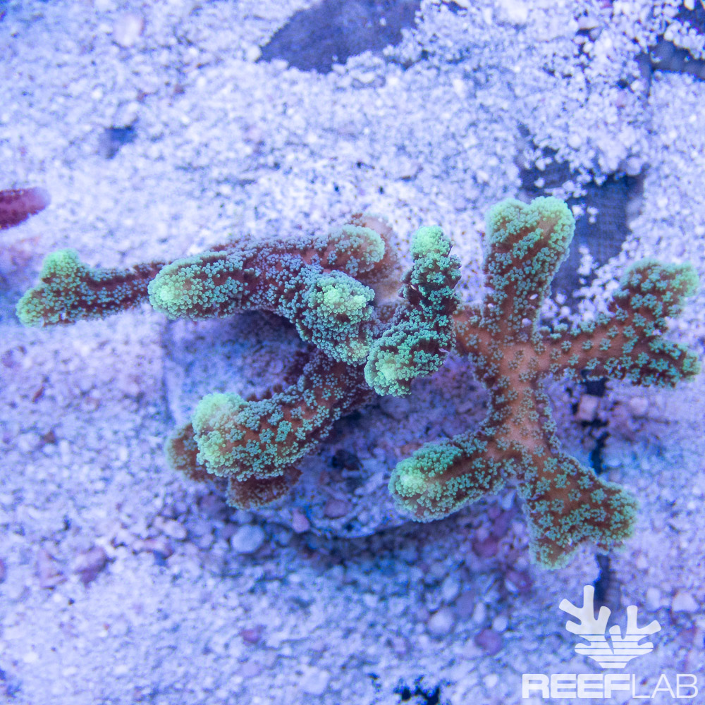 Seriatopora caliendrum | ReefLab