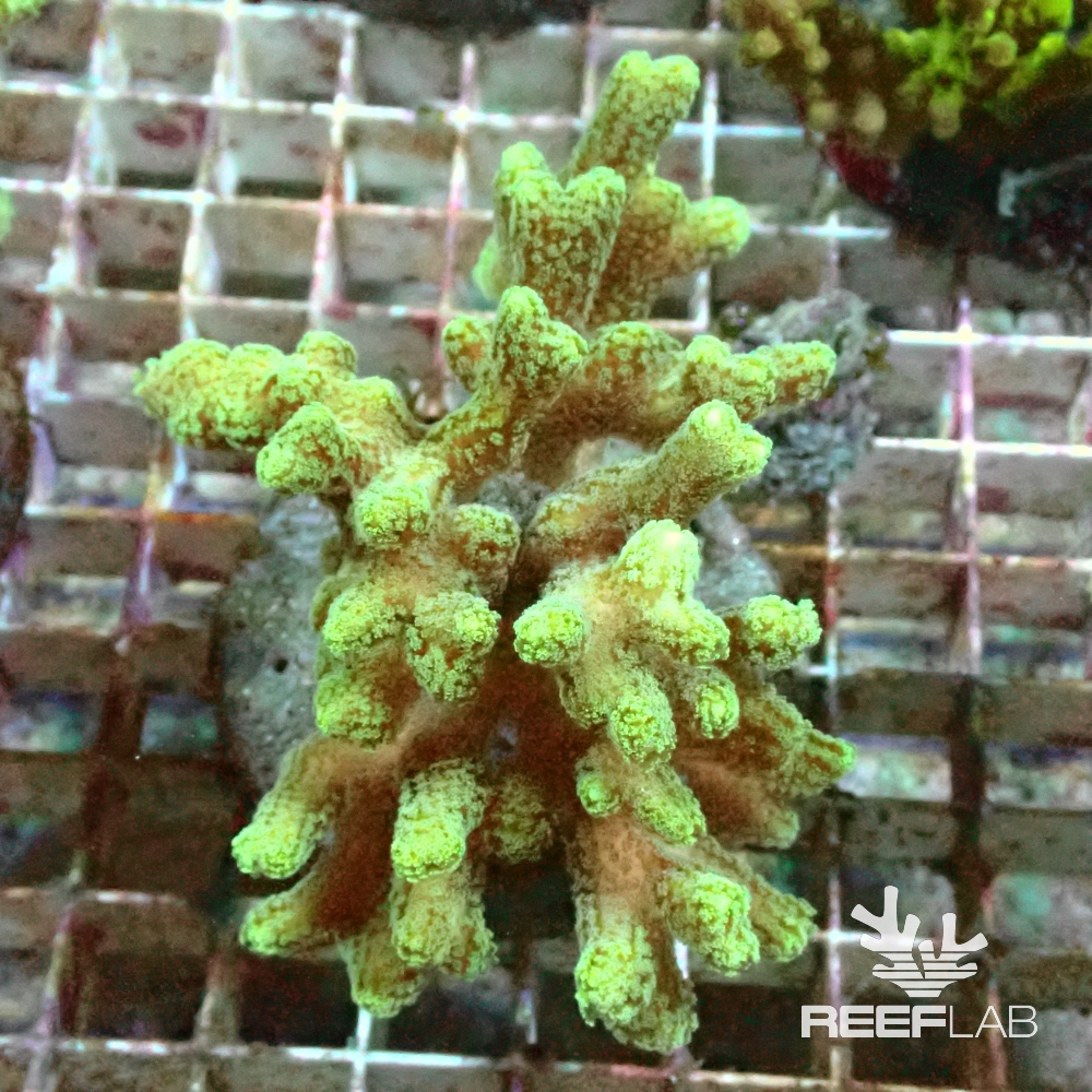 Seriatopora caliendrum | ReefLab