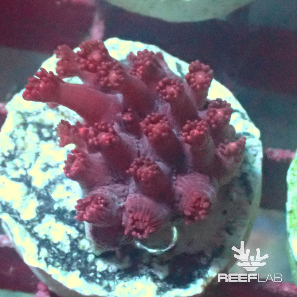 Goniopora spp | ReefLab
