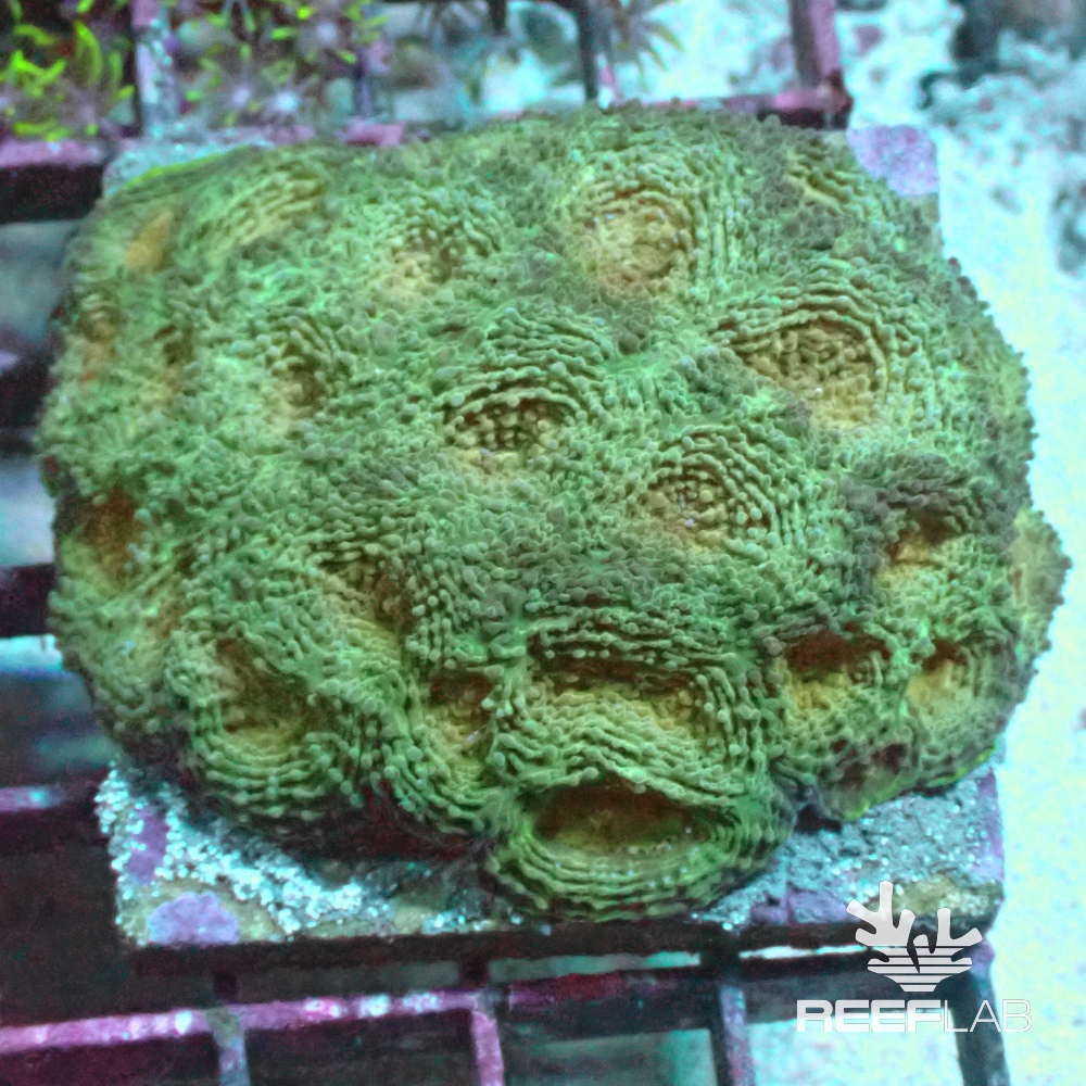 Favites spp | ReefLab