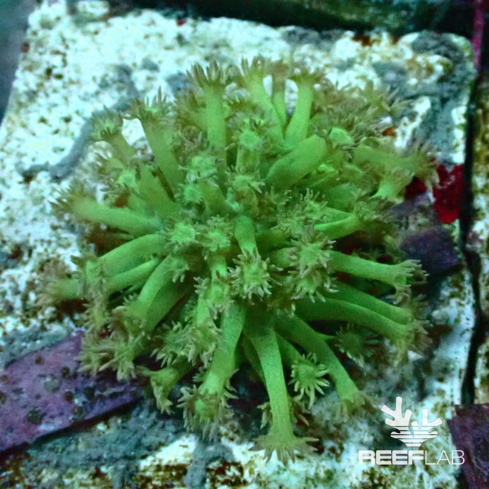 Goniopora spp | ReefLab