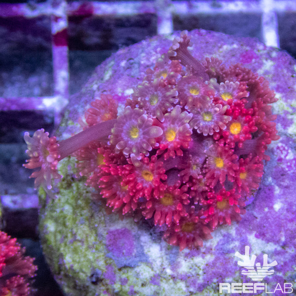 Goniopora spp | ReefLab