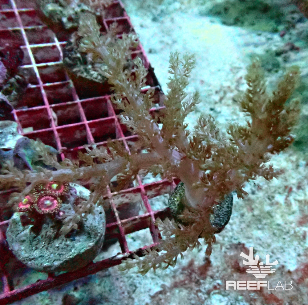 Litophyton arboreum rosso XL | ReefLab