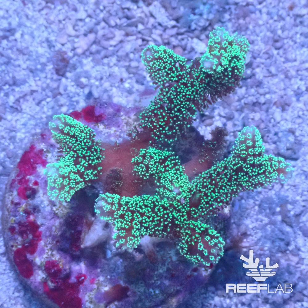 Seriatopora caliendrum "shocking green" | ReefLab