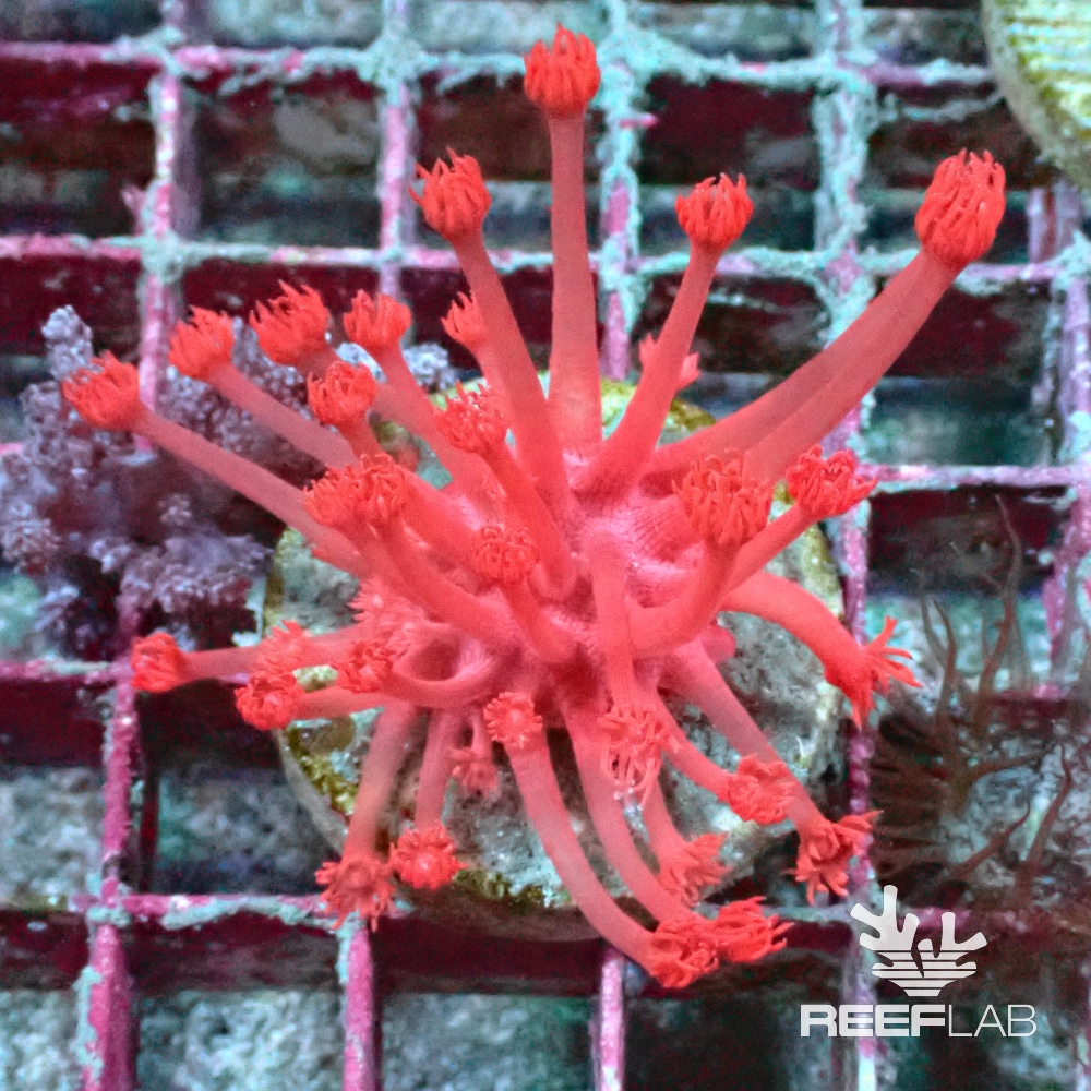 Corals Shop | ReefLab