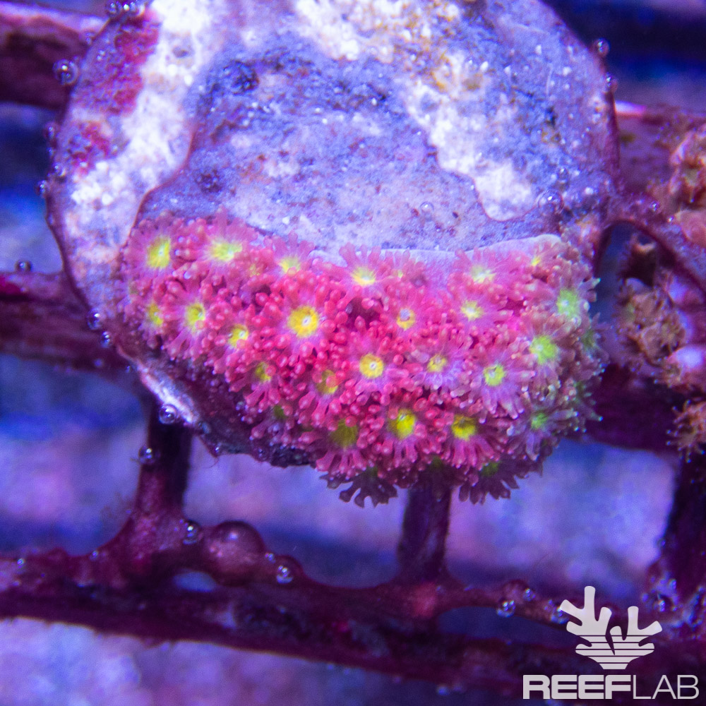Goniopora spp | ReefLab