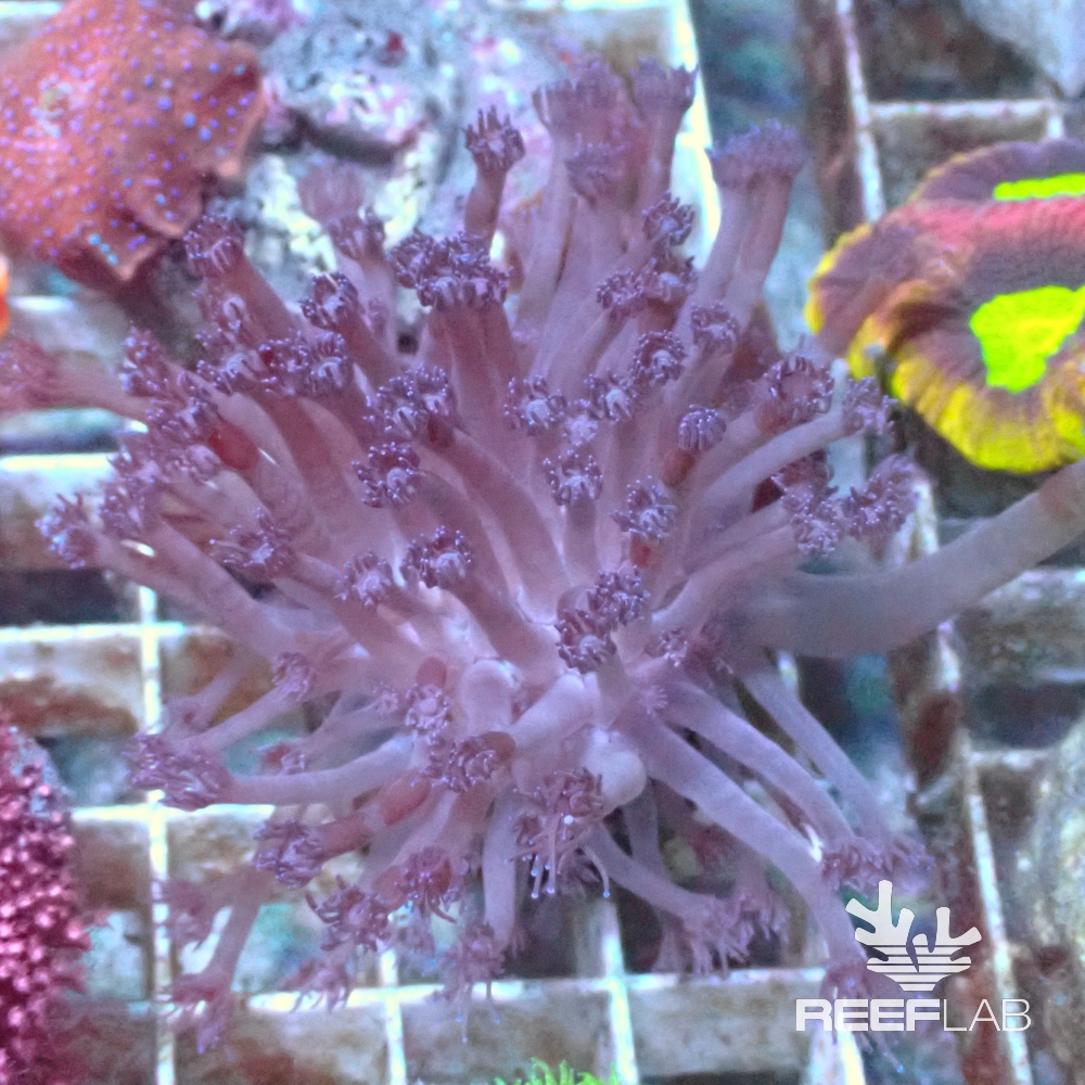 Goniopora spp | ReefLab