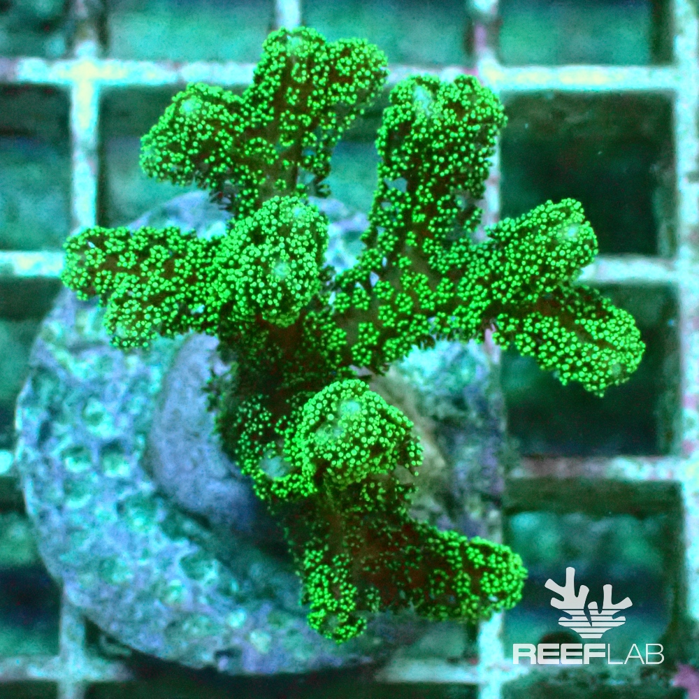 Seriatopora caliendrum "shocking green" | ReefLab