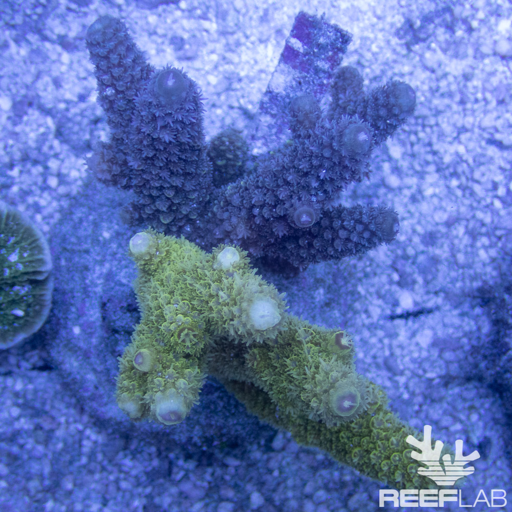 Acropora abrolhosensis | ReefLab