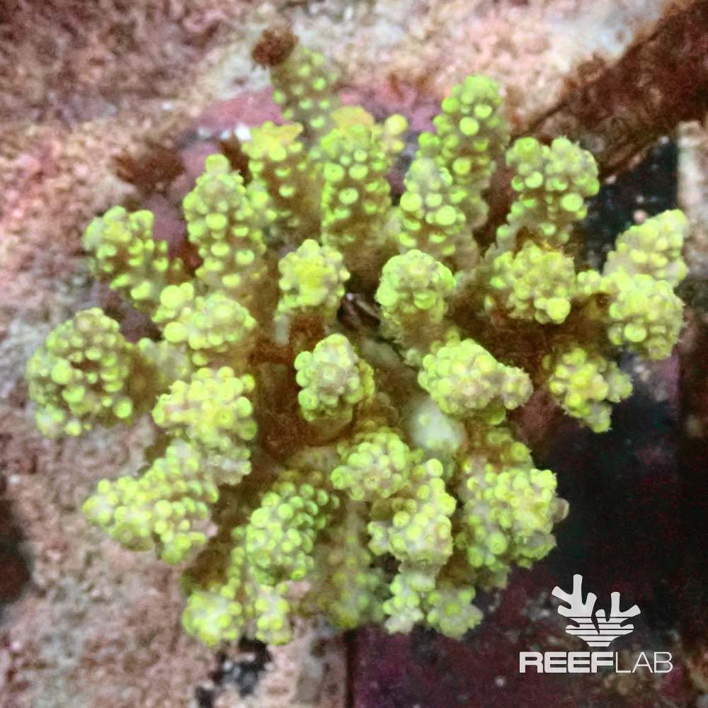 Acropora spp | ReefLab