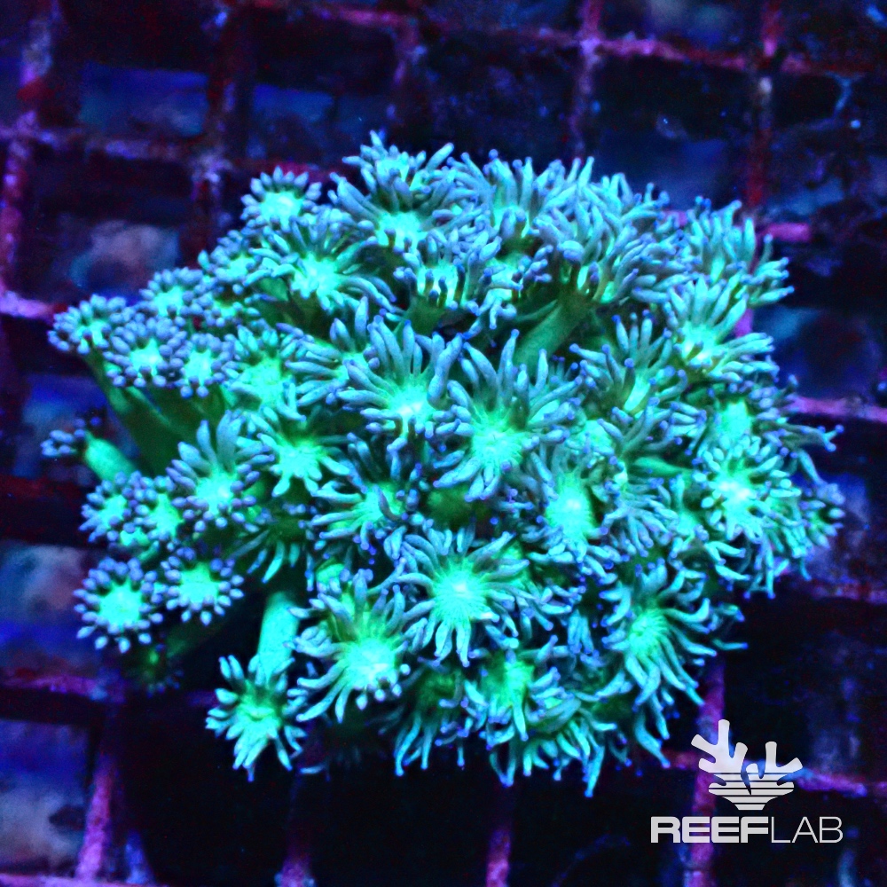 Goniopora spp | ReefLab