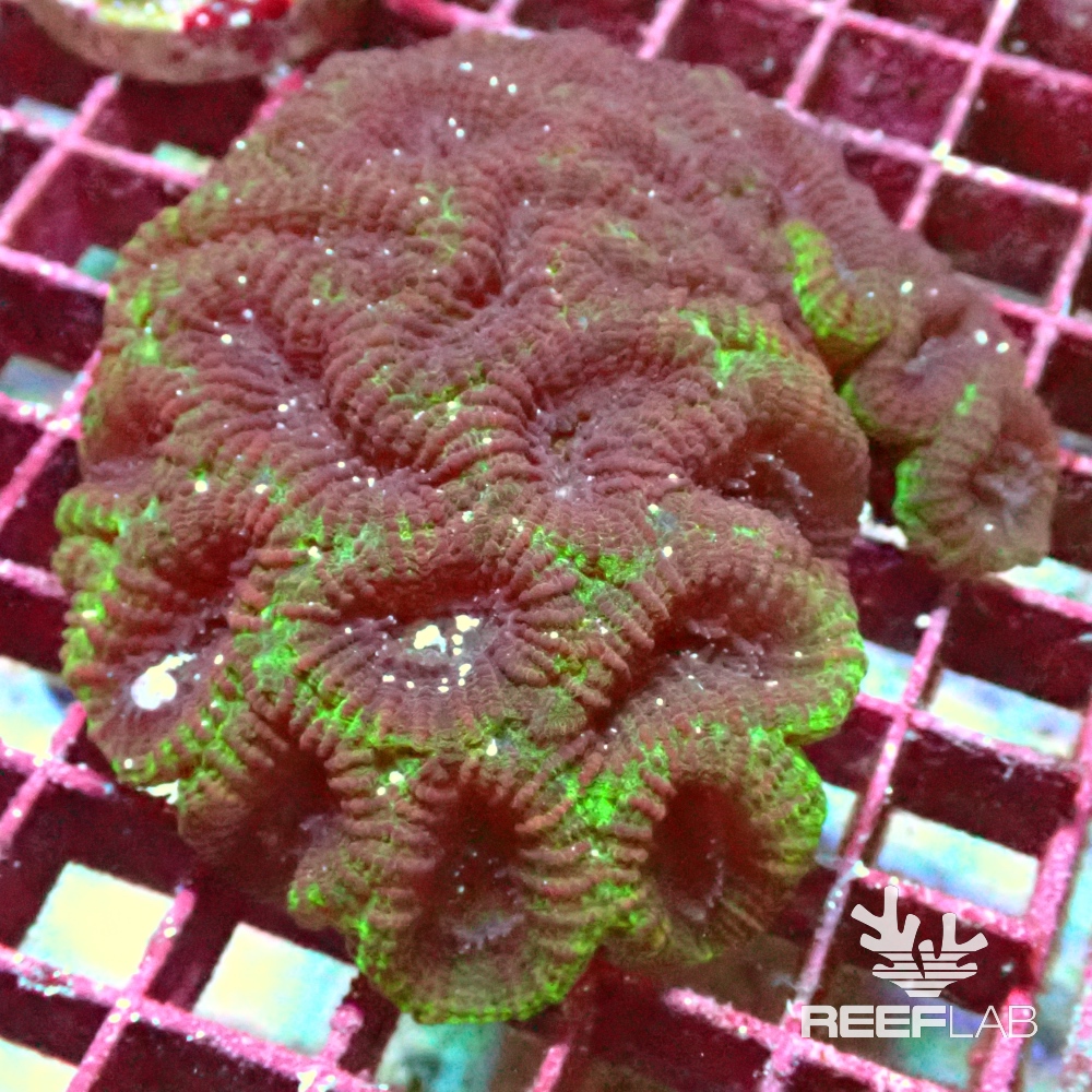 Favites spp | ReefLab