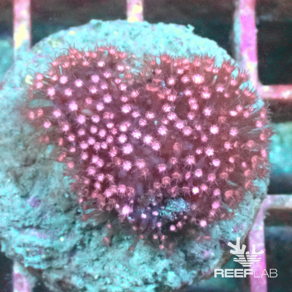 Goniopora spp | ReefLab