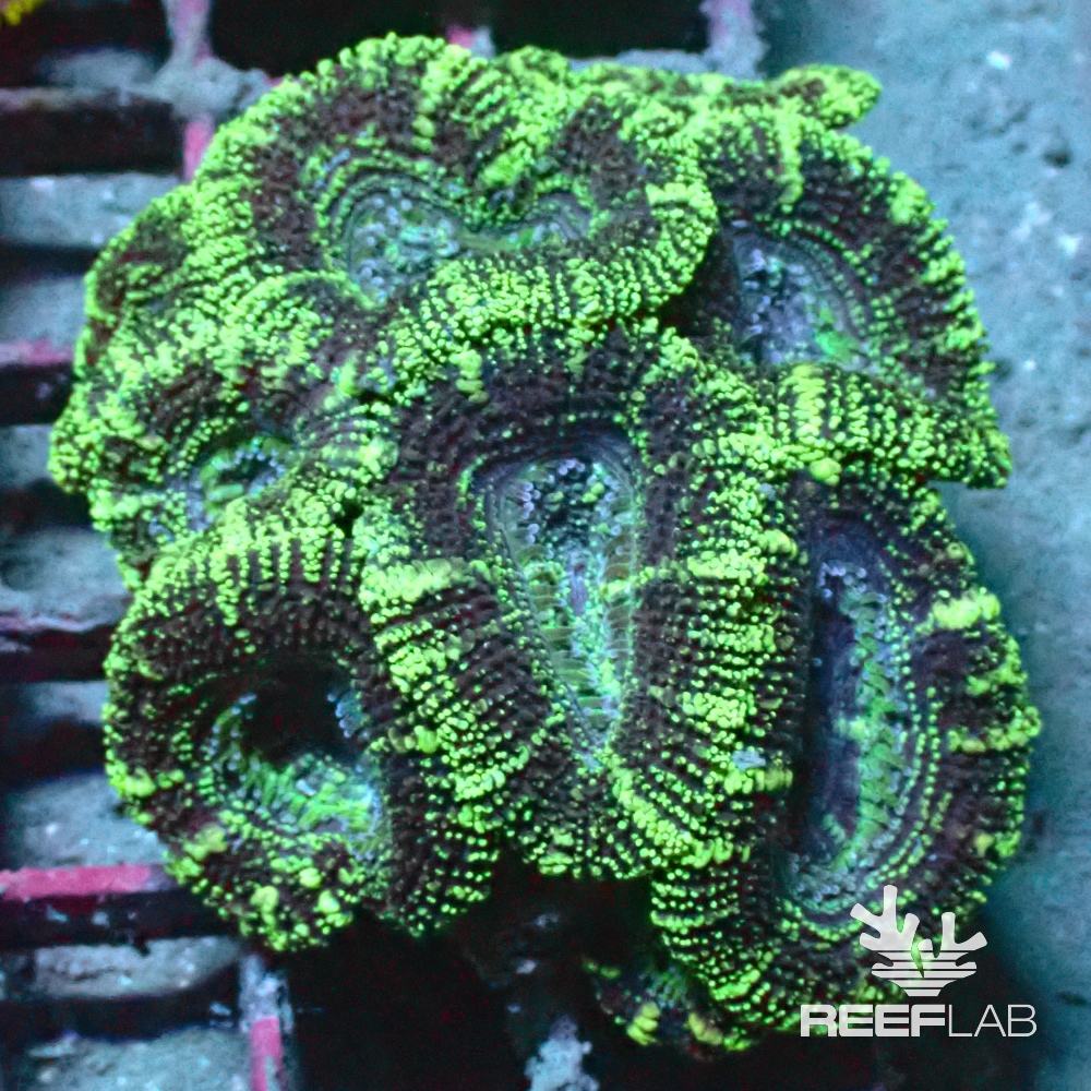 Acanthastrea lordhowensis | ReefLab