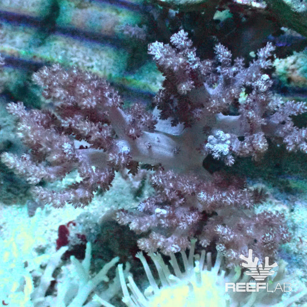 Litophyton arboreum XL | ReefLab