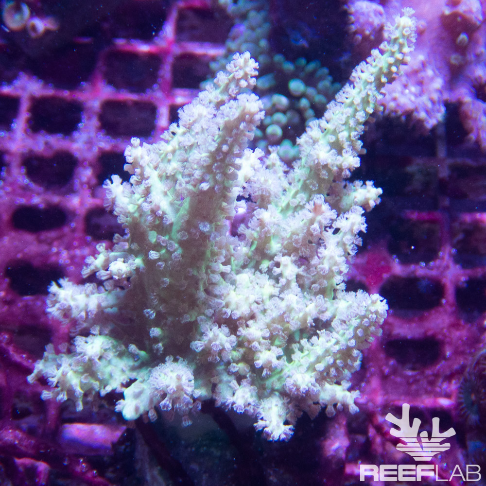 Sinularia spp "shocking green" | ReefLab