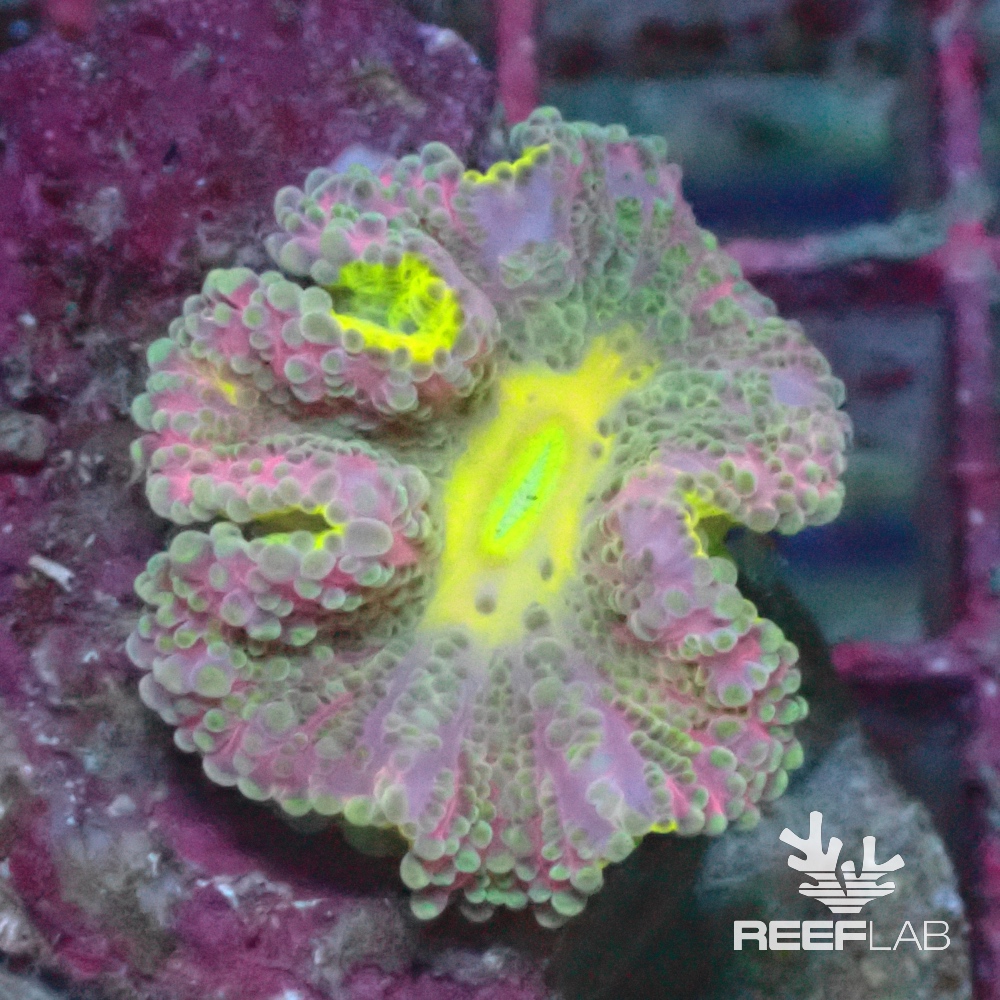 Ricordea yuma viola & gialla | ReefLab