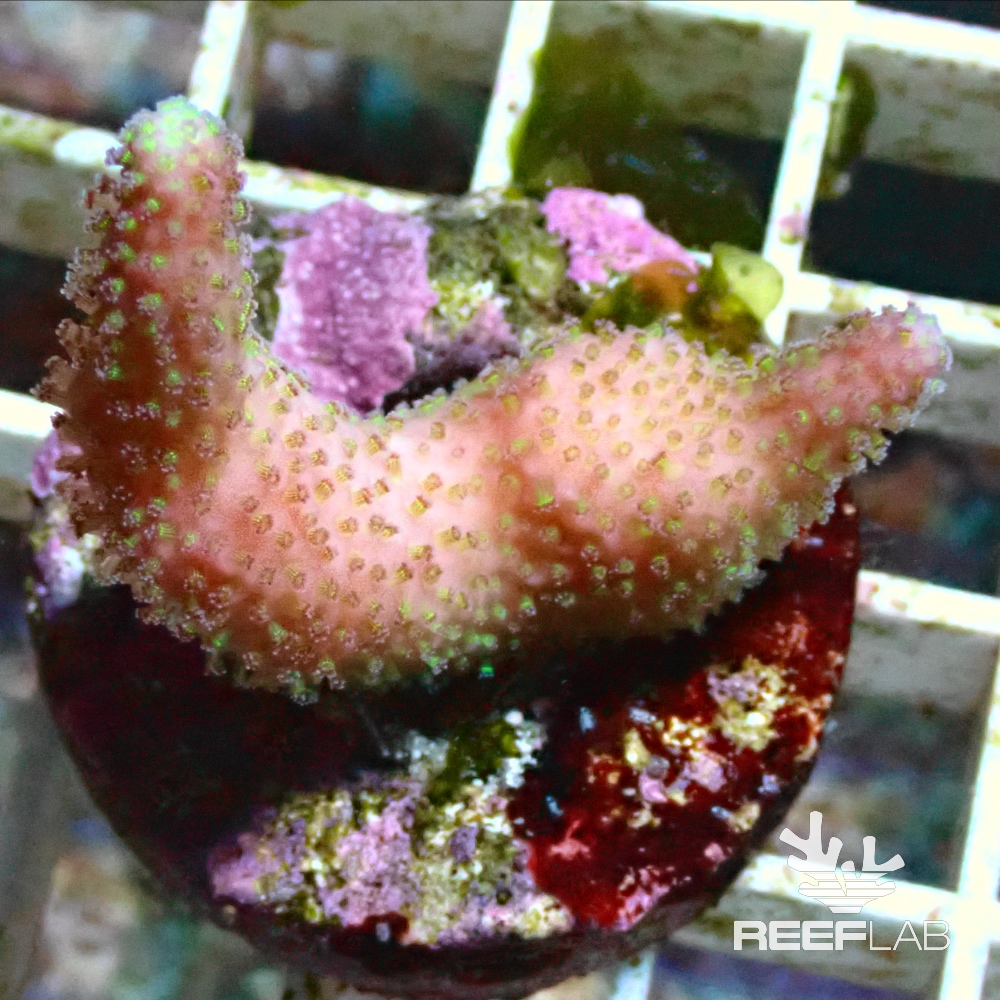 Stylophora pistillata | ReefLab