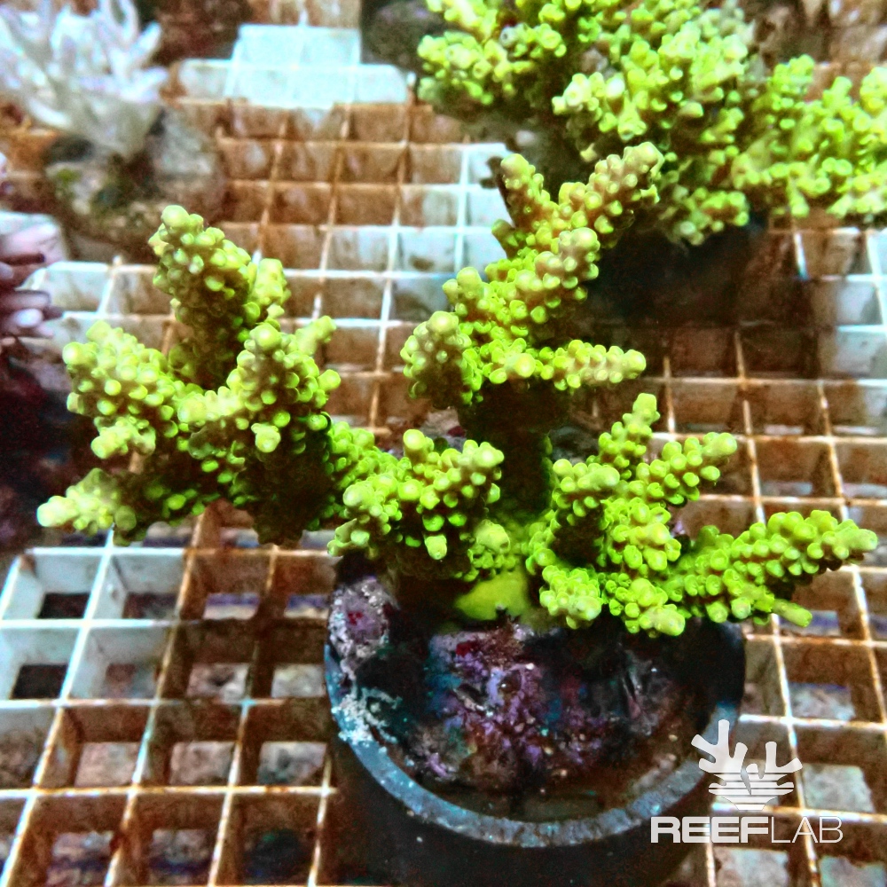 Acropora spp XL | ReefLab