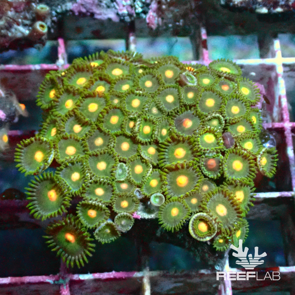 Zoanthus spp | ReefLab