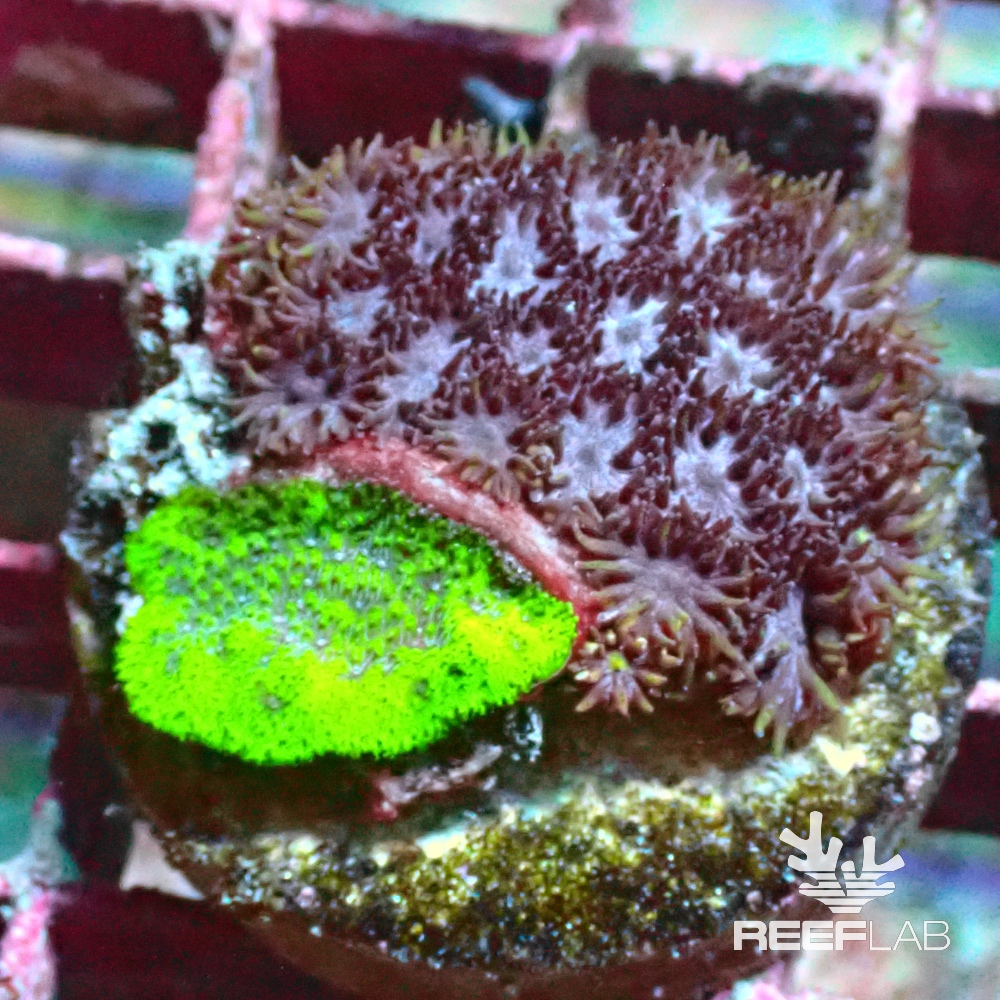 Leptastrea spp & Leptoseris spp | ReefLab