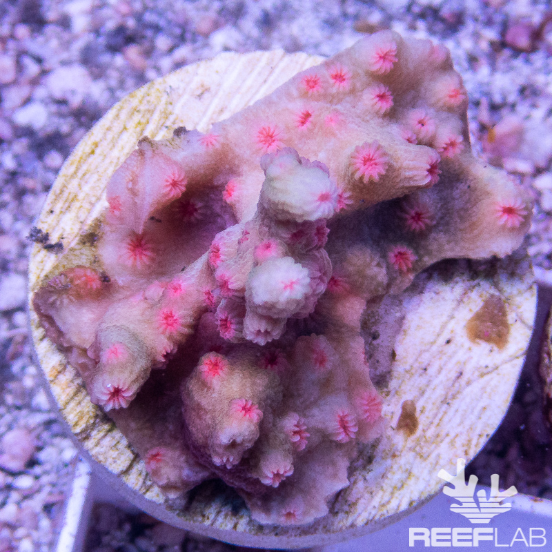 Corals Shop | ReefLab