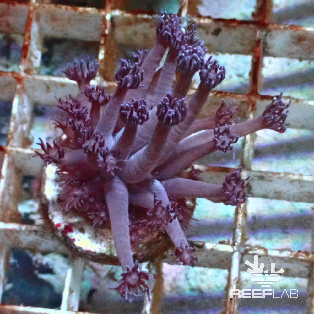 Goniopora spp viola | ReefLab