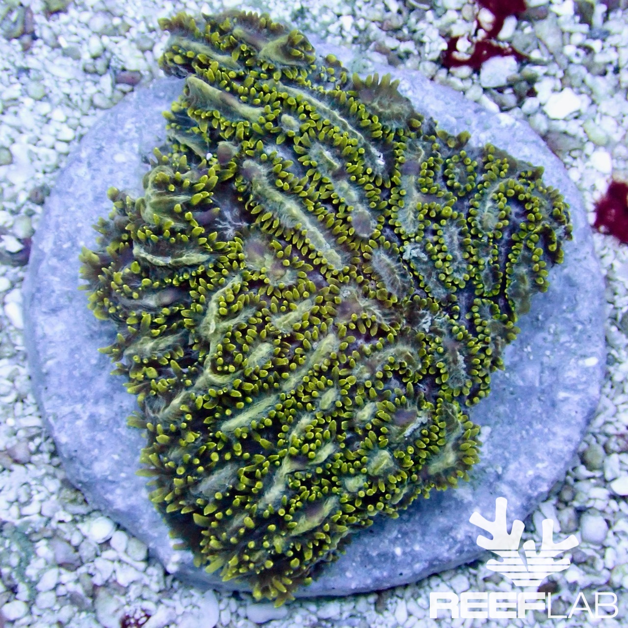 Merulina ampliata | ReefLab